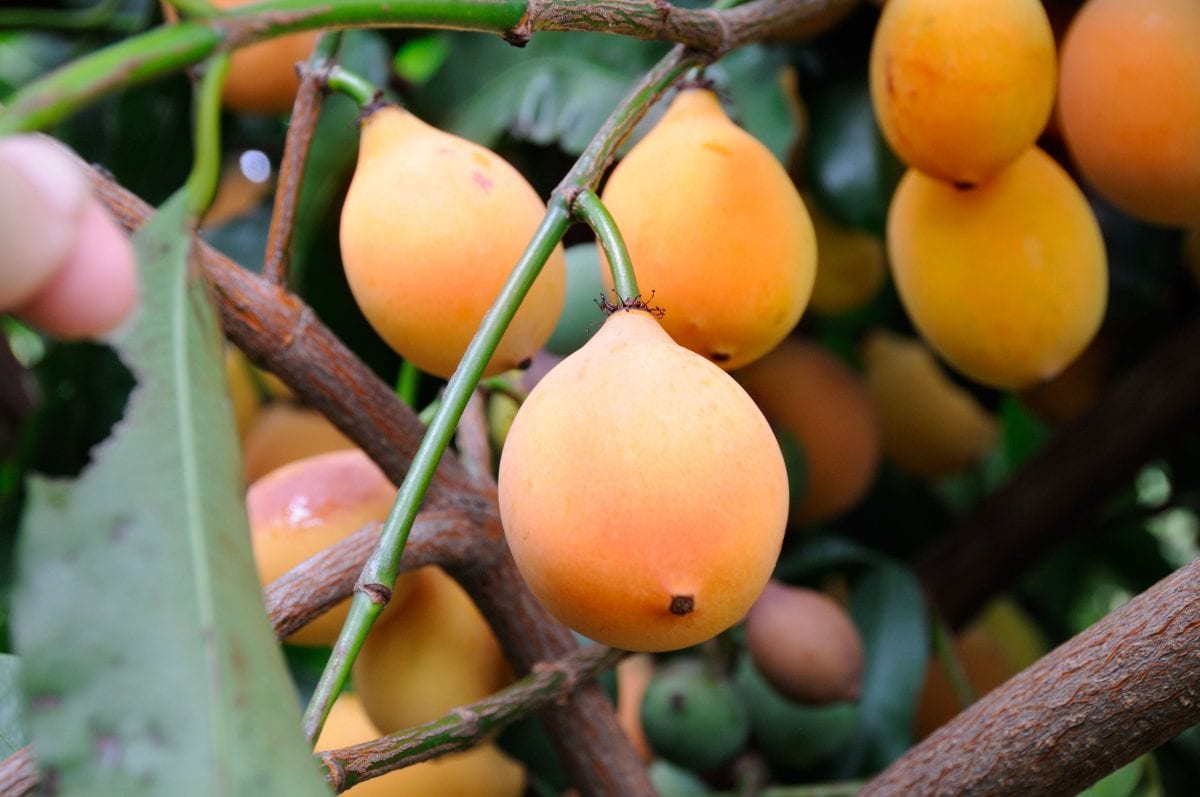 Welcome to the world’s first and largest Achacha Tropical Fruit Plantation